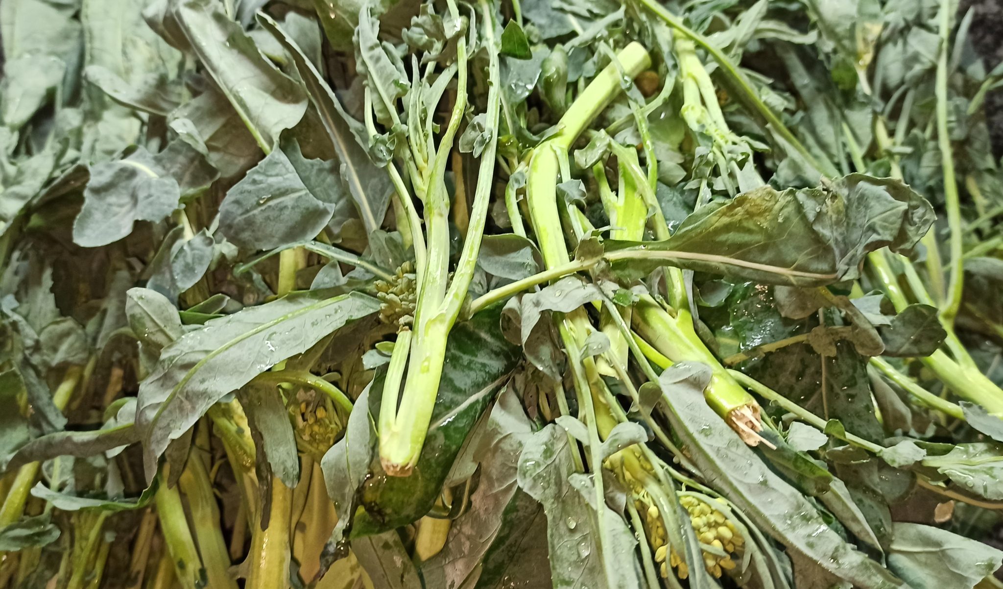 Broccoli di Natale alla monachina, quelli della tradizione: contorno ...