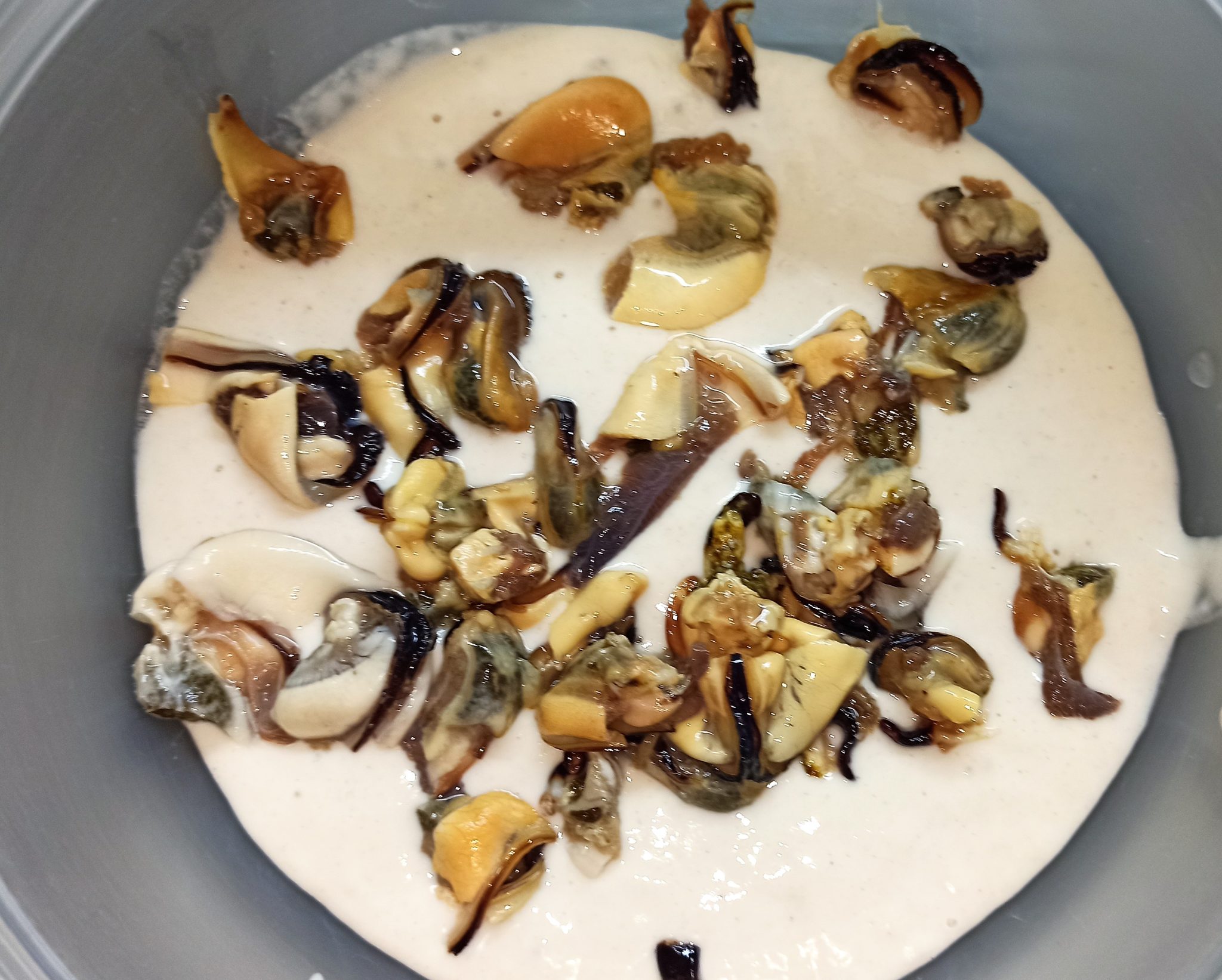 Zeppoline di mare, l'antipasto di Natale della tradizione Napoletana ...